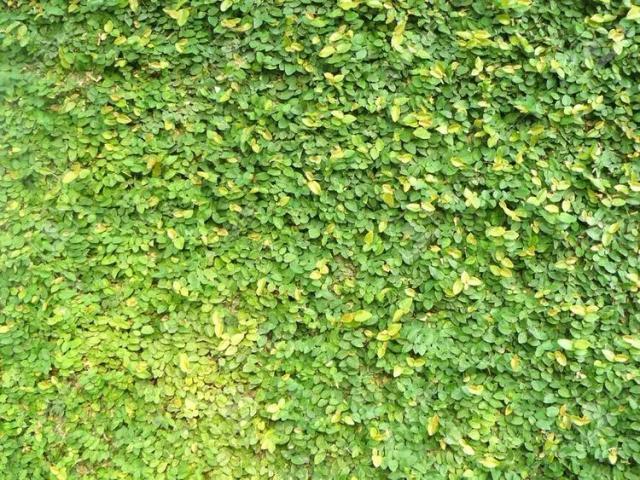 Pia Tree Ivy Plant Care & Growing Basics: Water, Light, Soil ...