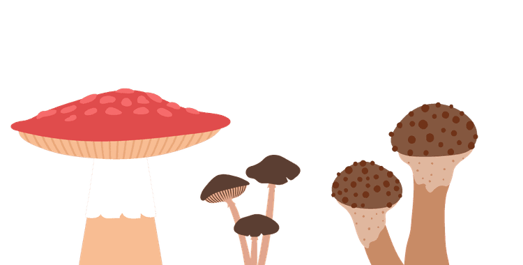 Mushroom Identification by Picture 🍄 How to Identify Mushrooms