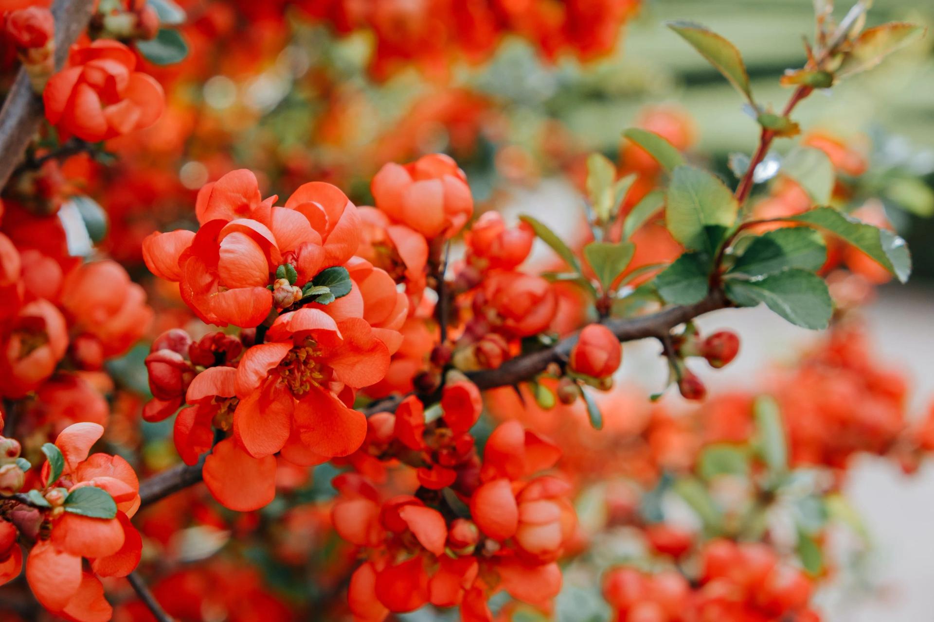 25+ Plants with Thorns (Full Guide on Types, Purposes, Identification)