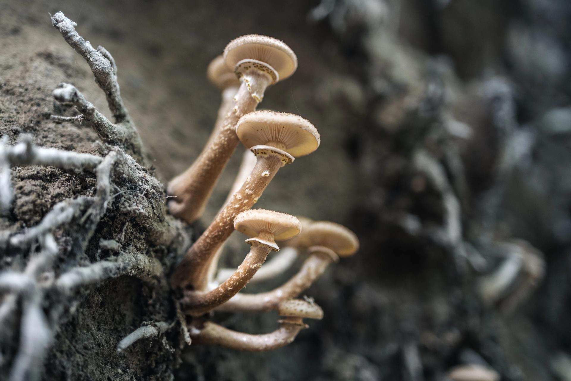 How to Grow Magic Mushrooms? Growing Psilocybin At Home (Full Guide)