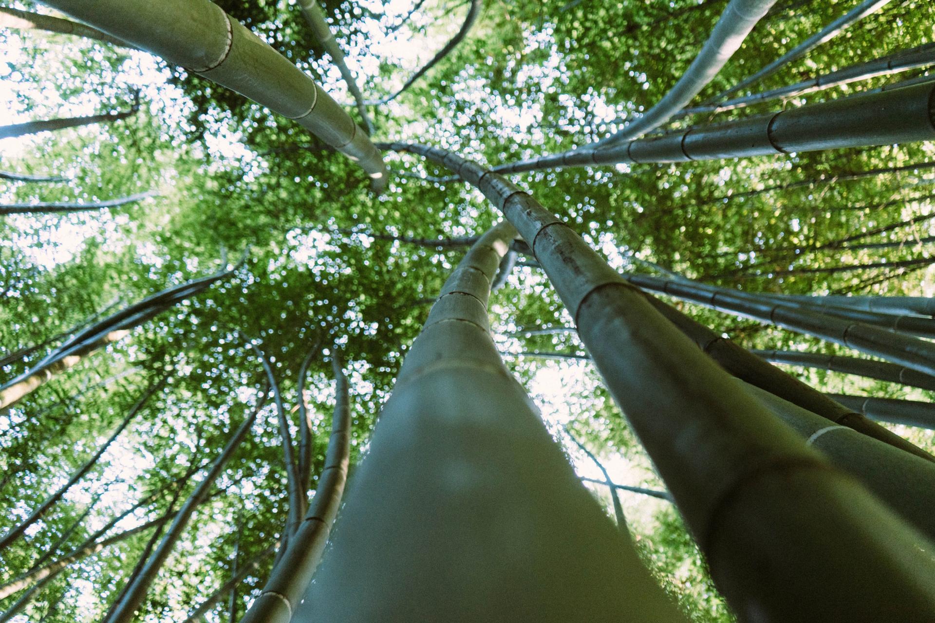 How Fast Does Bamboo Grow in a Day, Week, Year (Full Growing Guide)