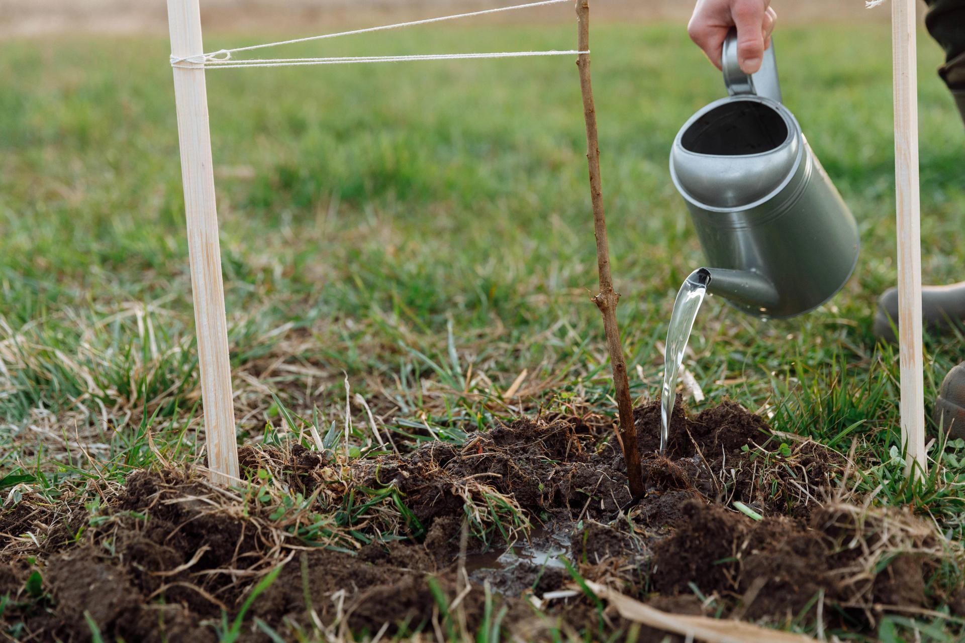 Can You Grow a Cherry Tree From a Pit? (How to Plant Cherry Seeds Step ...