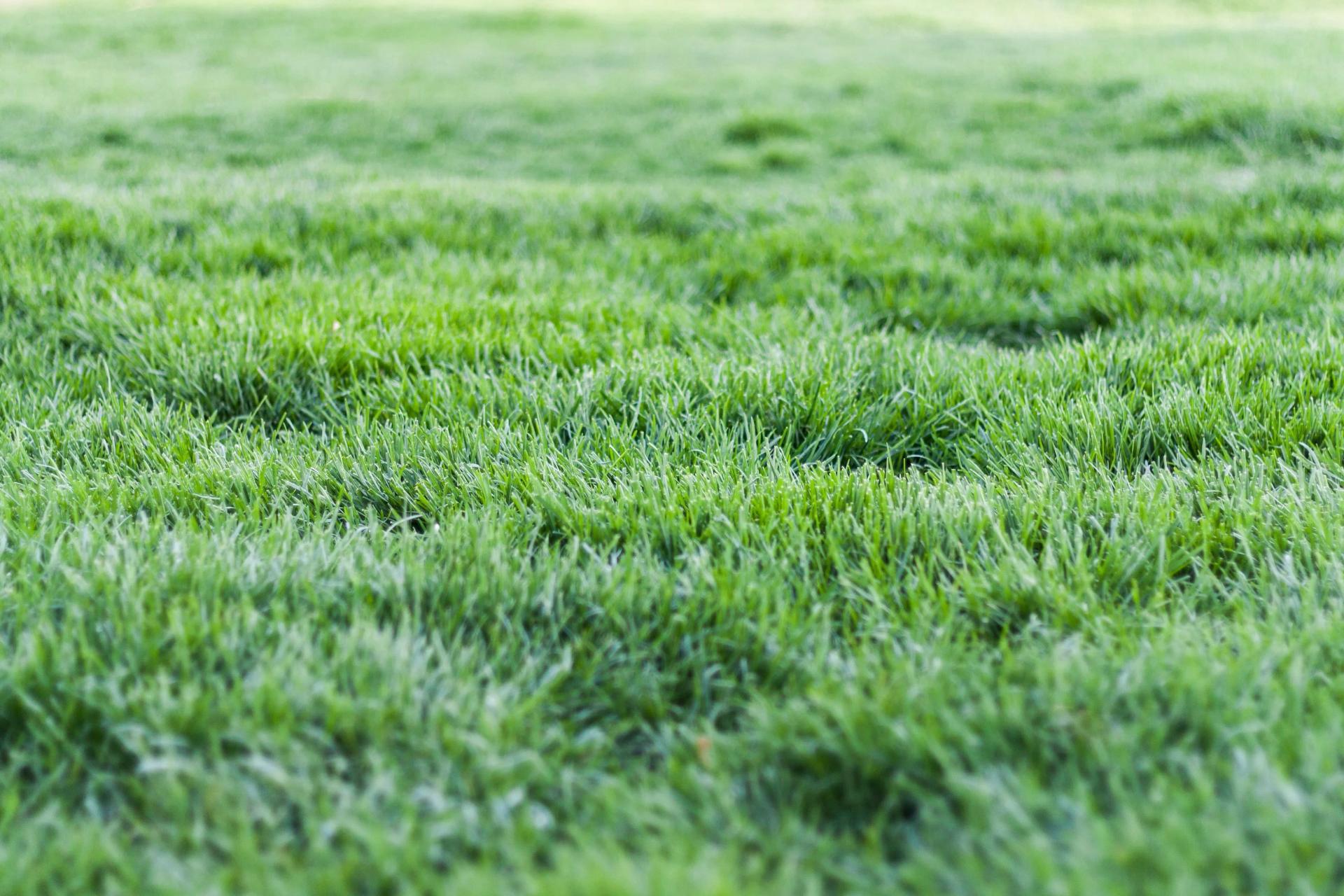 How Long Does It Take for Grass Seed to Grow: Full Guide With Expert Tips
