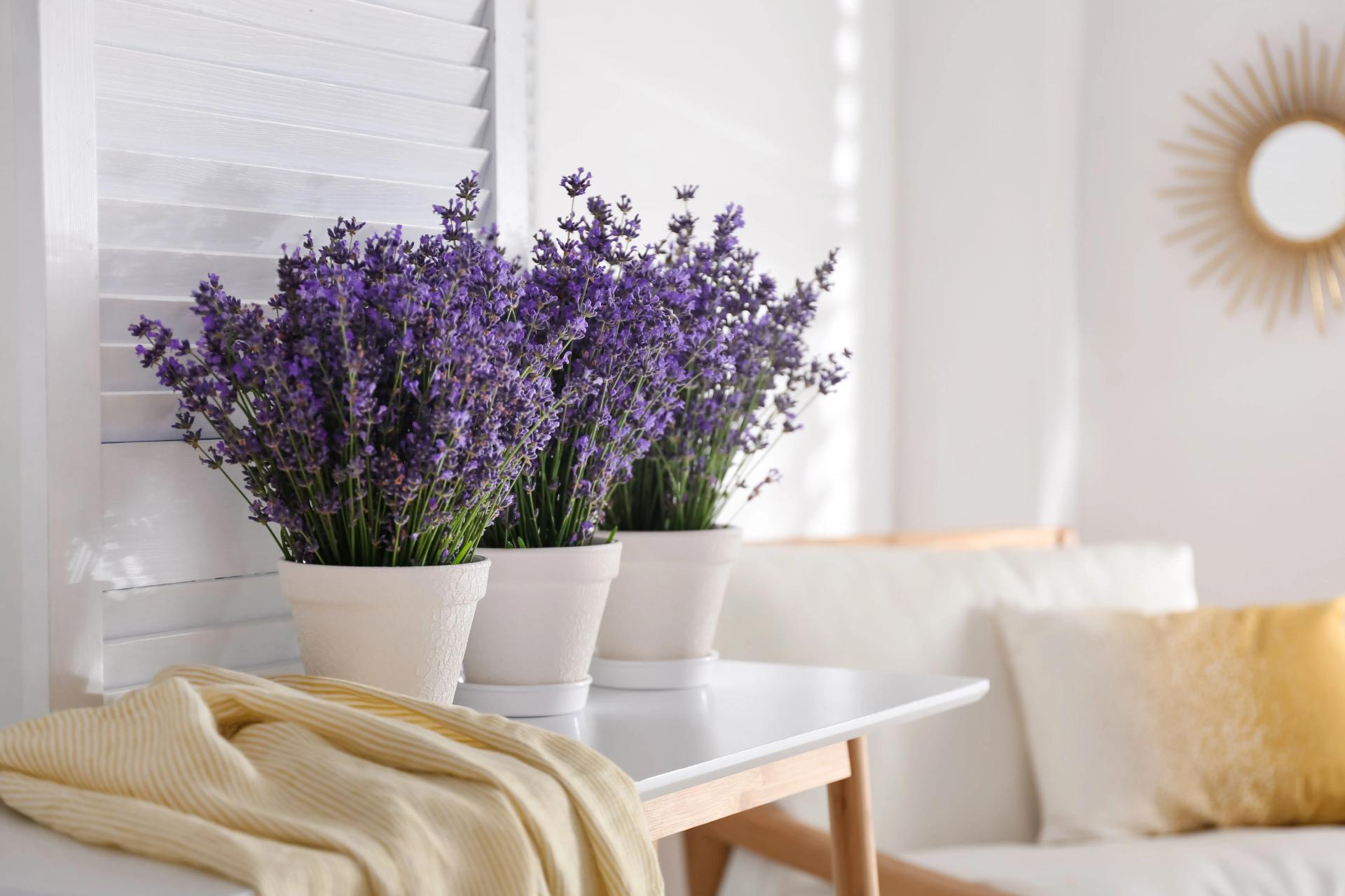 How to Grow Lavender From Seed – Sprouting & Growing Plants From Pits