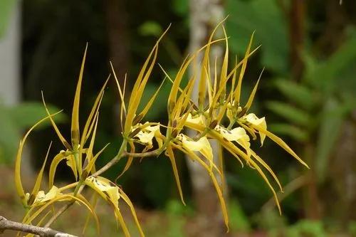 Striped Bamboo Fern Plant Care & Growing Basics: Water, Light, Soil ...