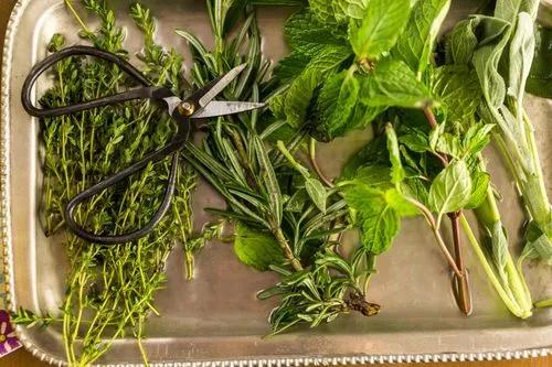 Plants that repel mosquitoes - 101 Guide