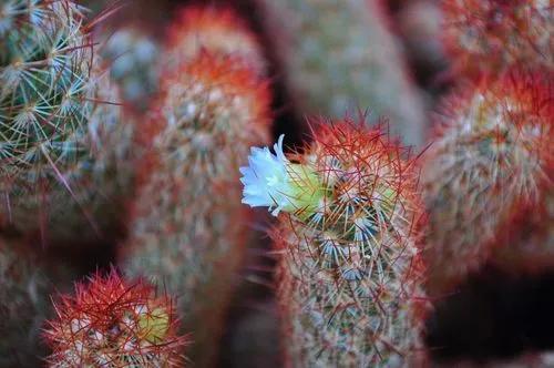 Cactus Identifier Tool & ID App (List, Types & Identification Tips)