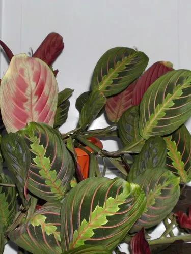 Global Green Pothos Plant Care & Growing Basics: Water, Light, Soil ...