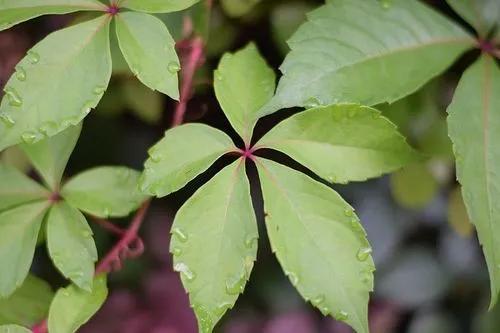 Blue China Vine Plant Care & Growing Basics: Water, Light, Soil ...