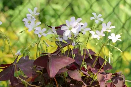Transvaal daisy Plant Care & Growing Basics: Water, Light, Soil ...