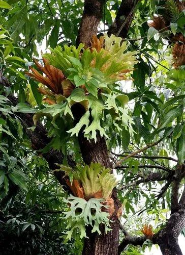 Fern Identifier – List, Types, Identification Tips & ID Ways