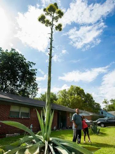 Transvaal daisy Plant Care & Growing Basics: Water, Light, Soil ...