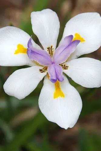 Asian Jasmine Summer Sunset Plant Care & Growing Basics: Water, Light ...