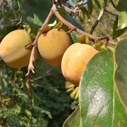 Panache Fig Plant Care & Growing Basics: Water, Light, Soil ...