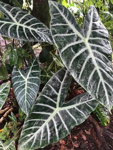 Pia Tree Ivy Plant Care & Growing Basics: Water, Light, Soil ...