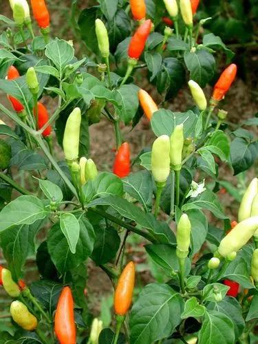 Striped Bamboo Fern Plant Care & Growing Basics: Water, Light, Soil ...