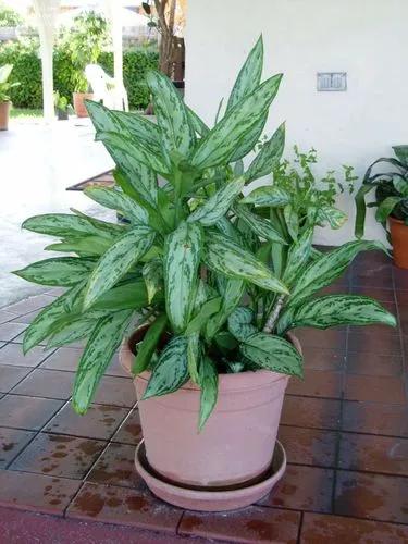 Striped Bamboo Fern Plant Care & Growing Basics: Water, Light, Soil ...