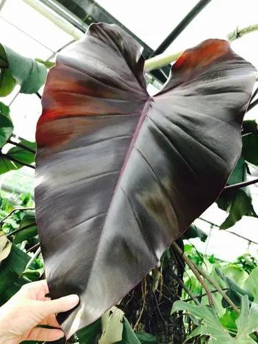 Pia Tree Ivy Plant Care & Growing Basics: Water, Light, Soil ...