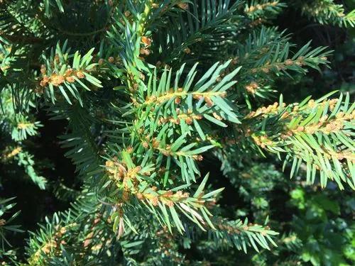 Beads Lampranthus Plant Care & Growing Basics: Water, Light, Soil ...