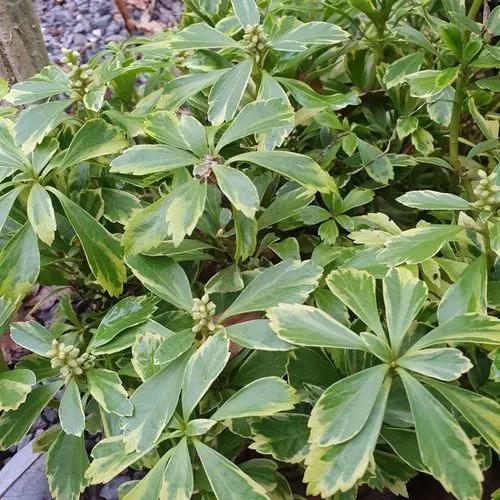 Anthurium Ruffles Plant Care & Growing Basics: Water, Light, Soil ...