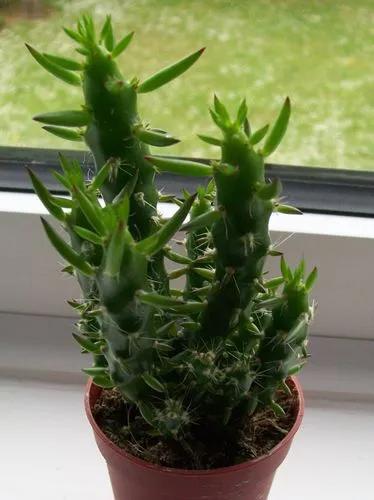 Cactus Identifier – List, Types, Identification Tips & ID Ways