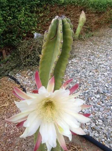 Cactus Identifier Tool & ID App (List, Types & Identification Tips)