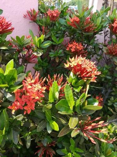 Asian Jasmine Summer Sunset Plant Care & Growing Basics: Water, Light ...