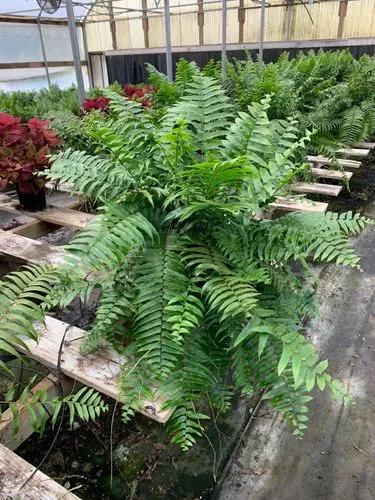 Fern Identifier – List, Types, Identification Tips & ID Ways