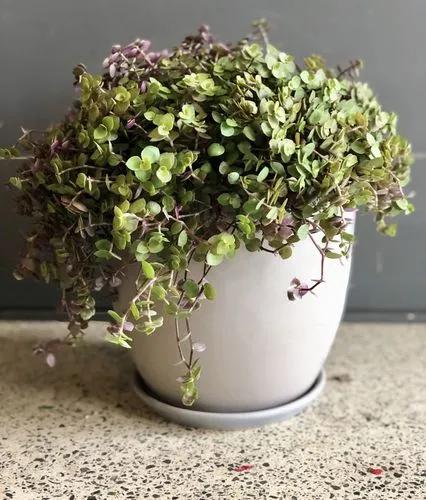 Striped Bamboo Fern Plant Care & Growing Basics: Water, Light, Soil ...