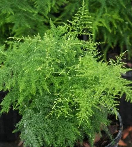 Flaming torch Plant Care & Growing Basics: Water, Light, Soil ...