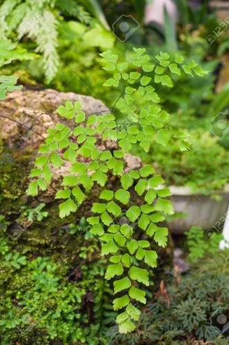 Fern Identifier – List, Types, Identification Tips & ID Ways