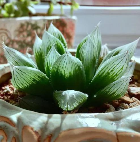 Striped Bamboo Fern Plant Care & Growing Basics: Water, Light, Soil ...