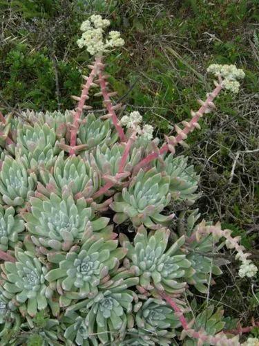 Crimson Doll Lilac Plant Care & Growing Basics: Water, Light, Soil ...