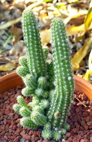 Cactus Identifier Tool & ID App (List, Types & Identification Tips)