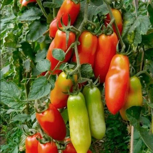 Red Abyssinian Banana Plant Care & Growing Basics: Water, Light, Soil ...