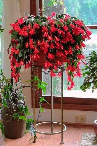 Cactus Identifier Tool & ID App (List, Types & Identification Tips)