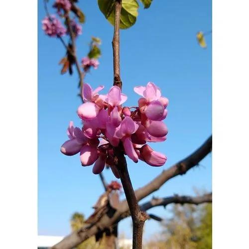 Monstera Siltepecana El Salvador Plant Care & Growing Basics: Water ...