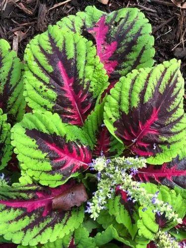 Pink Poui Plant Care & Growing Basics: Water, Light, Soil, Propagation ...