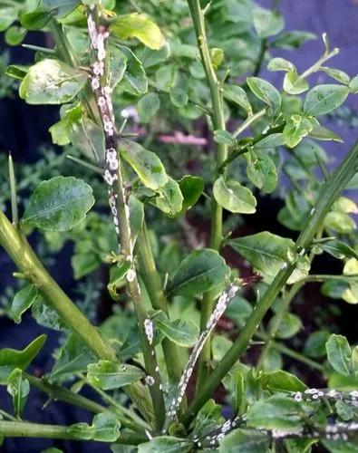 Philodendron Super Atom Plant Care & Growing Basics: Water, Light, Soil ...