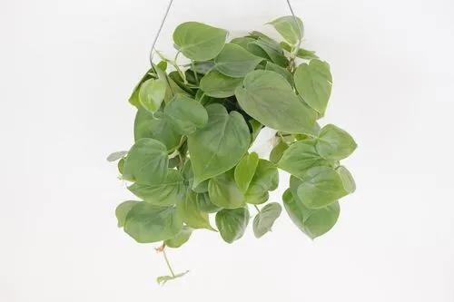 Striped Bamboo Fern Plant Care & Growing Basics: Water, Light, Soil ...