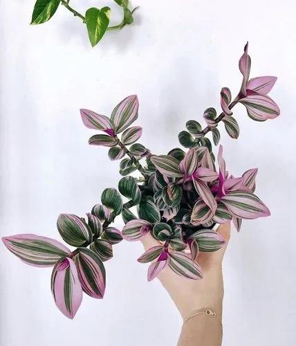 Pua Keni Keni Plant Care & Growing Basics: Water, Light, Soil ...