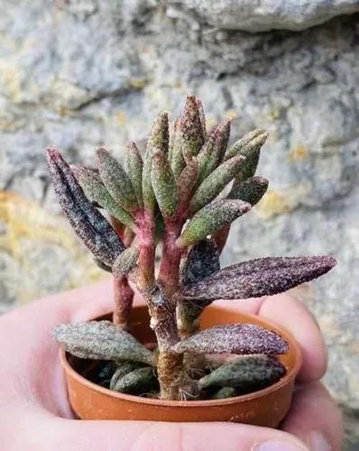 Bunny Ear Cactus Plant Care & Growing Basics: Water, Light, Soil ...