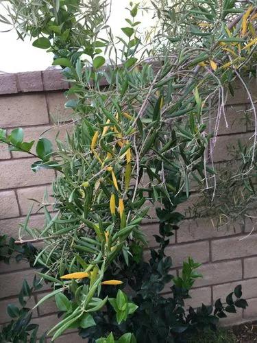 Striped Bamboo Fern Plant Care & Growing Basics: Water, Light, Soil ...