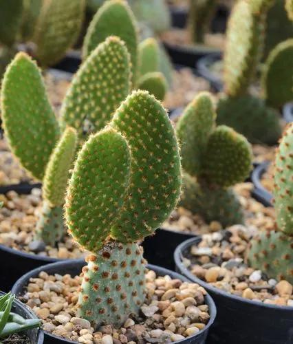 Cactus Identifier – List, Types, Identification Tips & ID Ways