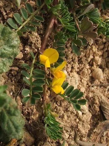 Resin Spurge Plant Care & Growing Basics: Water, Light, Soil ...