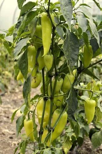 Asian Jasmine Summer Sunset Plant Care & Growing Basics: Water, Light ...