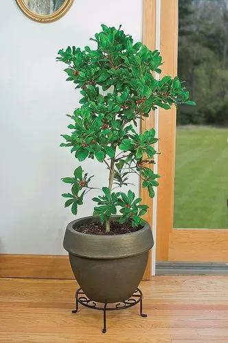 Pia Tree Ivy Plant Care & Growing Basics: Water, Light, Soil ...