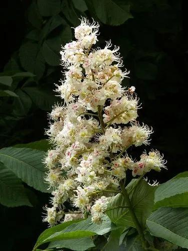 Red Abyssinian Banana Plant Care & Growing Basics: Water, Light, Soil ...