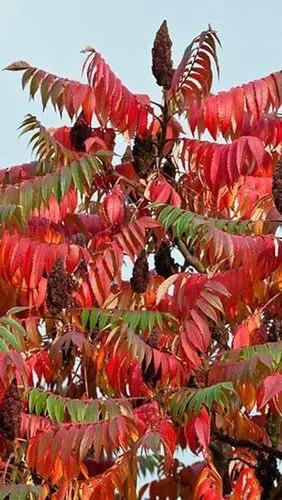 Blue butterfly bush Plant Care & Growing Basics: Water, Light, Soil ...
