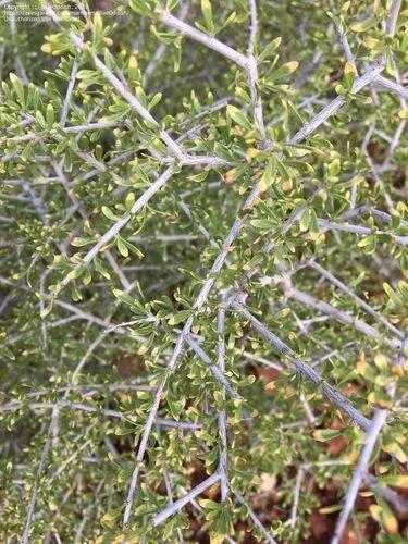 Channel Islands Tree Poppy Plant Care & Growing Basics: Water, Light ...